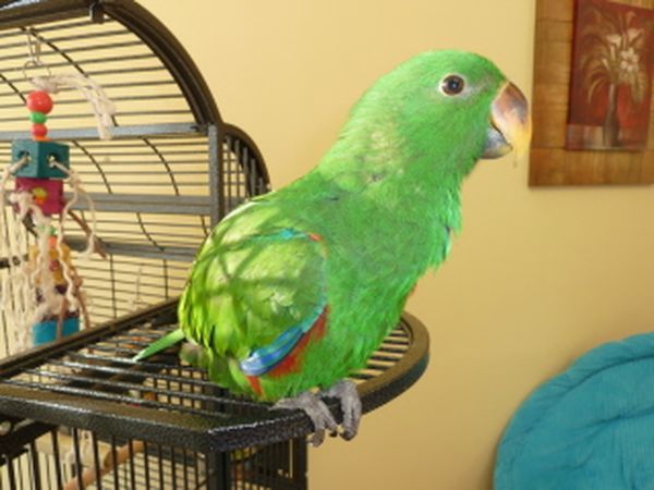 Eclectus Parrot Photo Gallery | Solely Solomon Aviaries