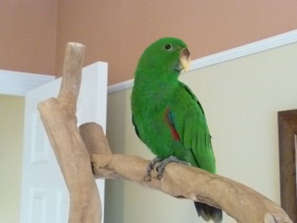 Eclectus Parrot Photo Gallery | Solely Solomon Aviaries