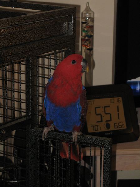 Eclectus Parrot Photo Gallery | Solely Solomon Aviaries