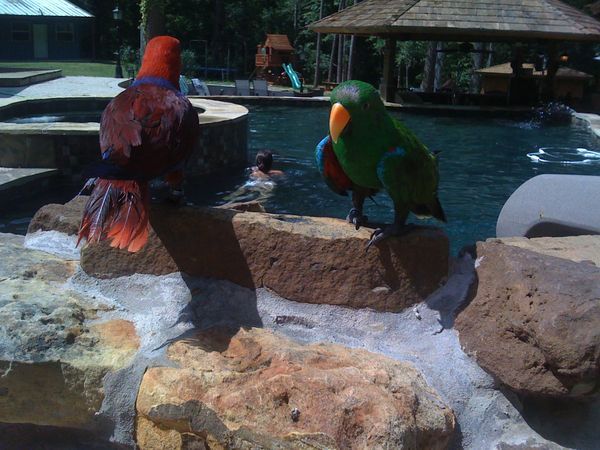 Eclectus Parrot Photo Gallery | Solely Solomon Aviaries