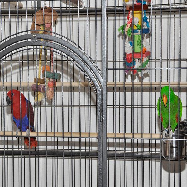 Eclectus Parrot Photo Gallery | Solely Solomon Aviaries