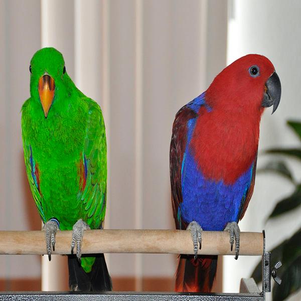 Eclectus Parrot Photo Gallery | Solely Solomon Aviaries
