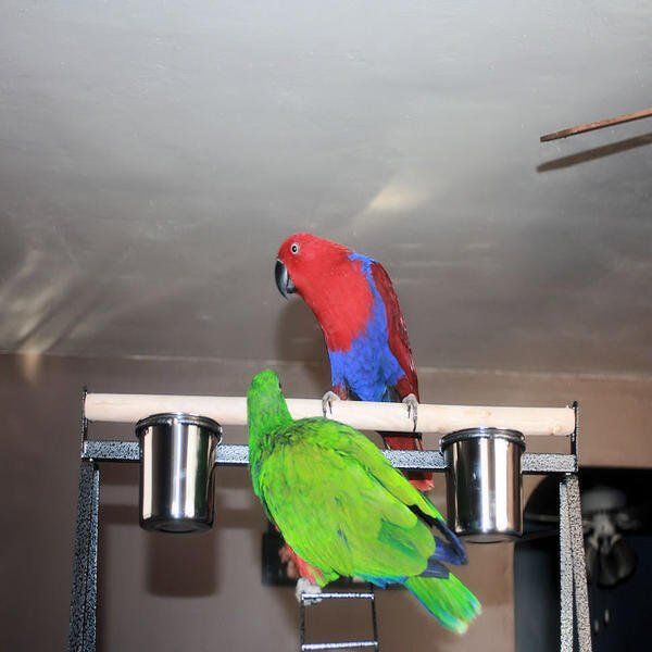 Eclectus Parrot Photo Gallery | Solely Solomon Aviaries
