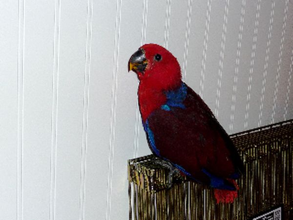 Eclectus Parrot Photo Gallery | Solely Solomon Aviaries