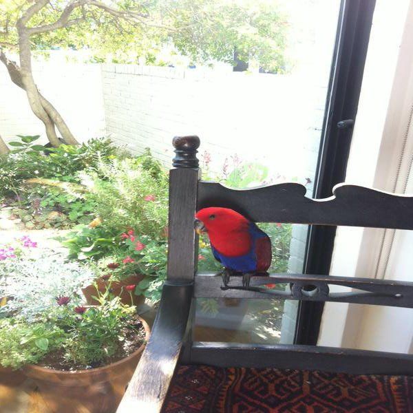 Eclectus Parrot Photo Gallery | Solely Solomon Aviaries