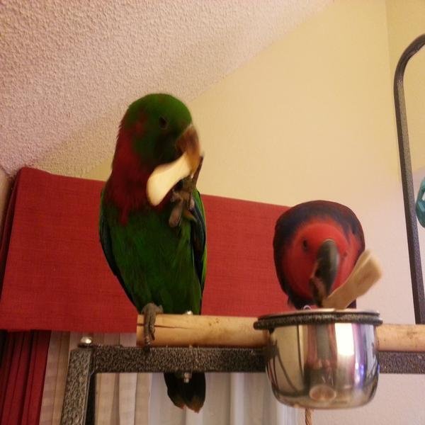Eclectus Parrot Photo Gallery | Solely Solomon Aviaries