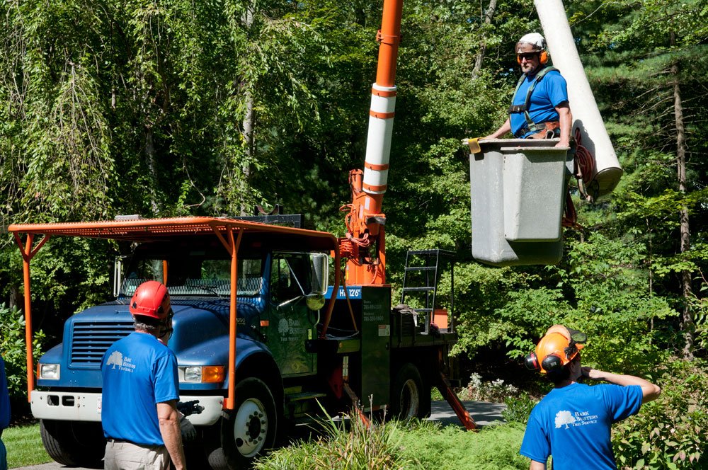 Tree Management | Bark Busters Tree Service | Westwood, MA
