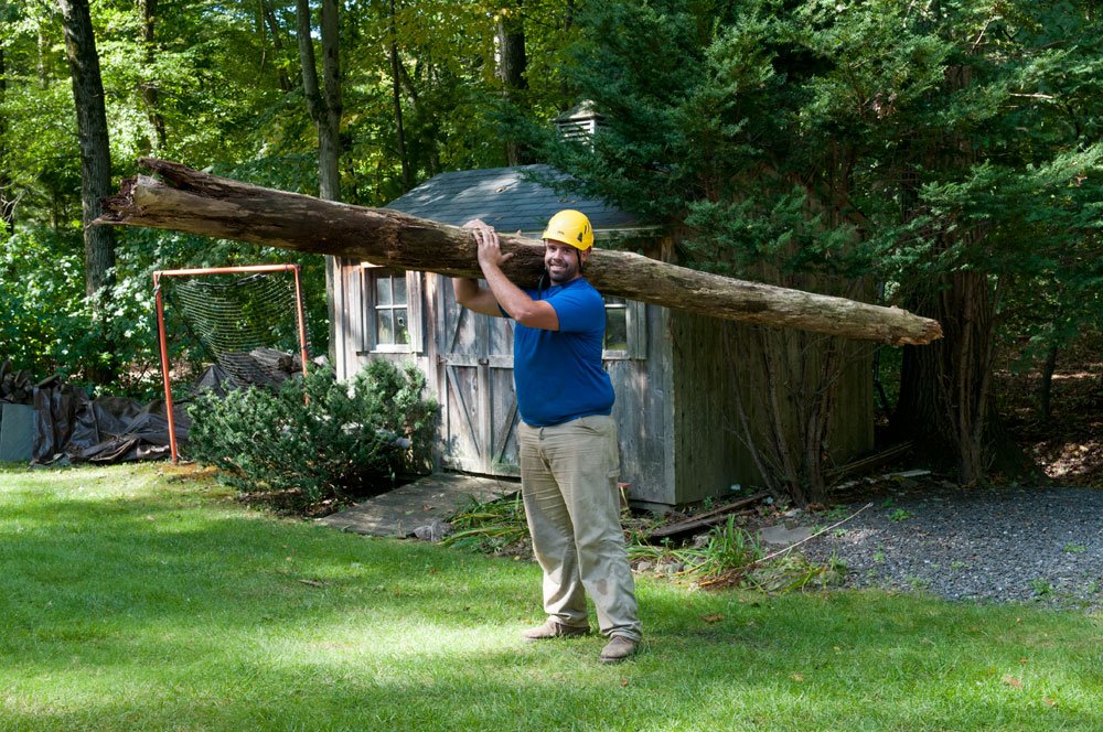 Tree Management | Bark Busters Tree Service | Westwood, MA