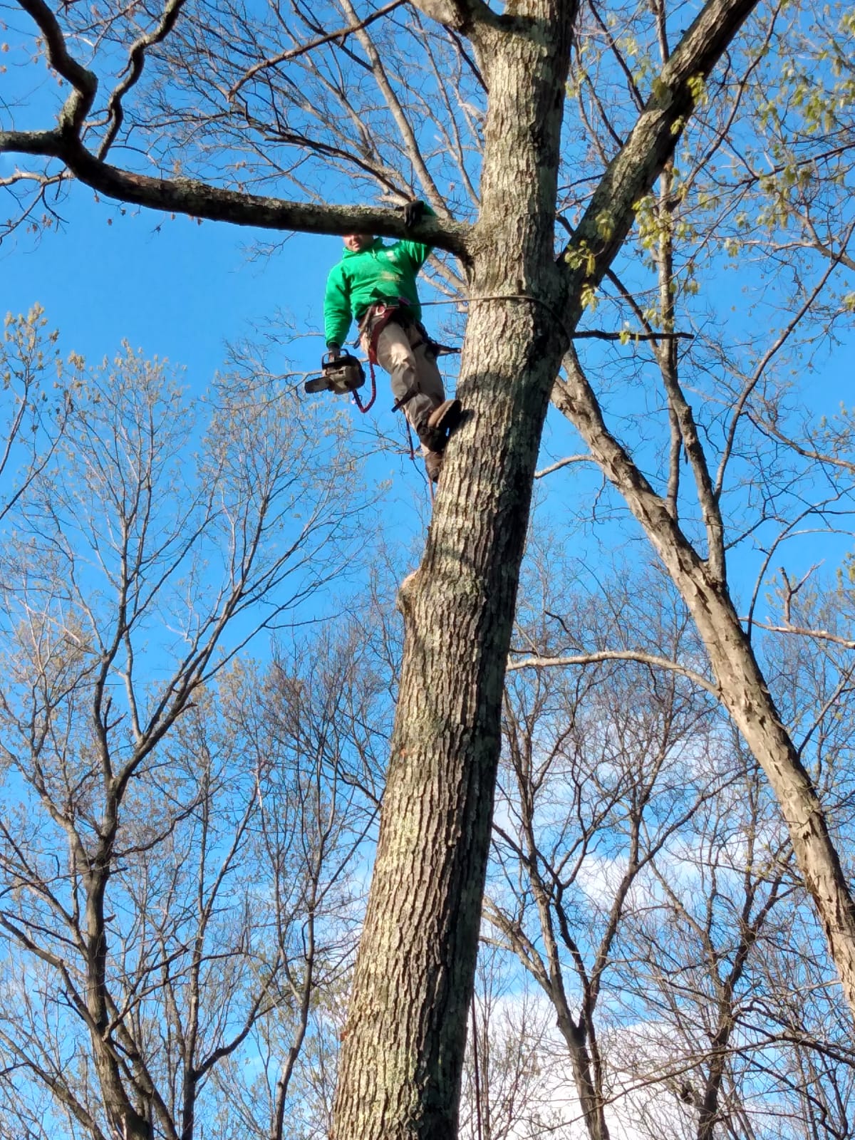 Optimus Tree Service and Landscaping | Tree Removal North Providence