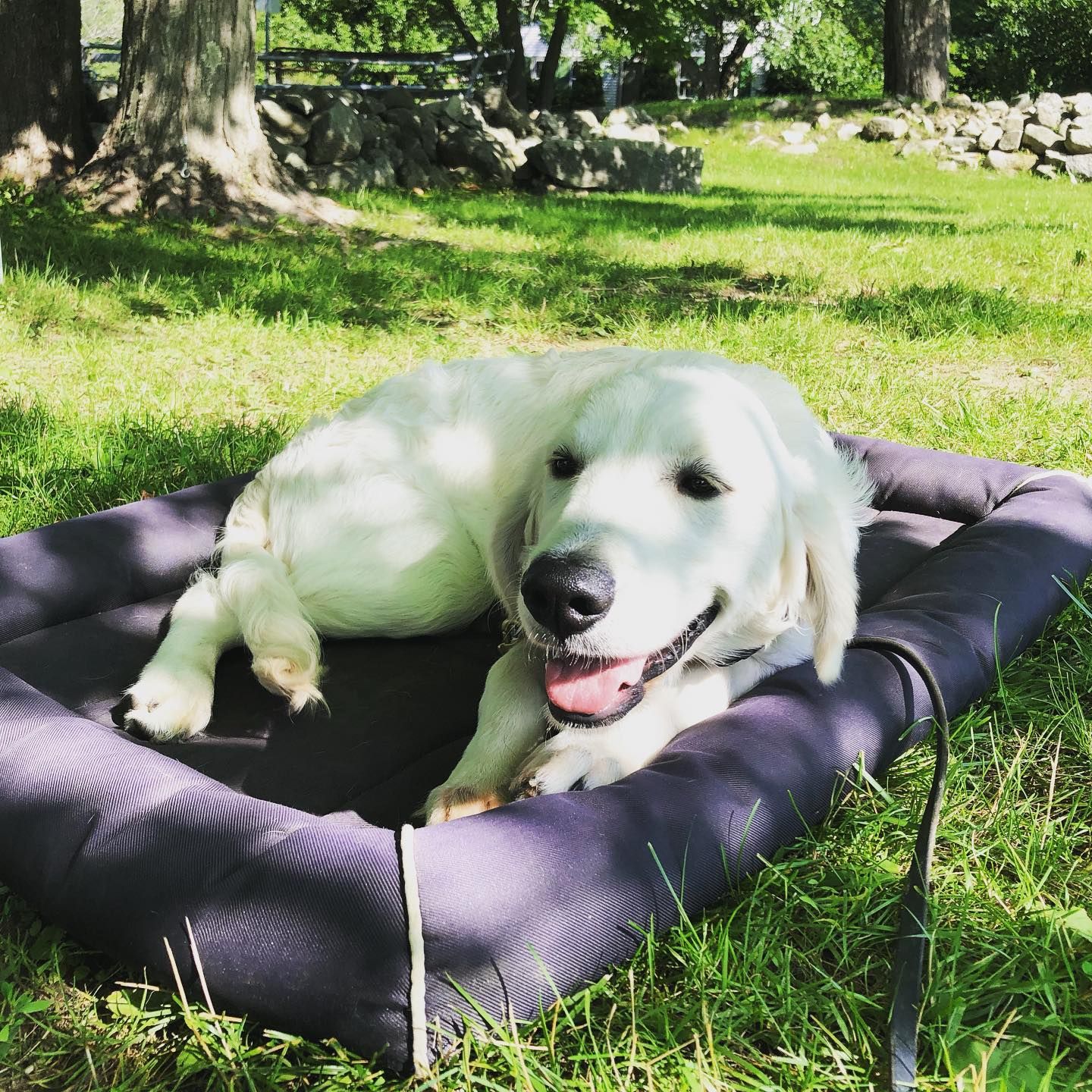 Dog Trainers | K9one @ Stonehill Kennel | Goshen, CT