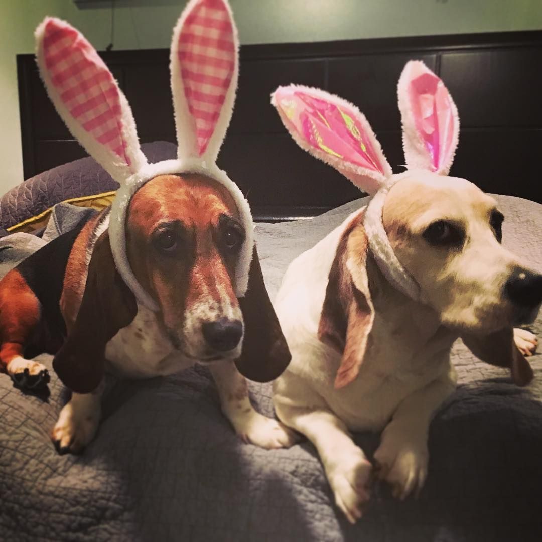 Happy Basset Brewing Co | NE KS