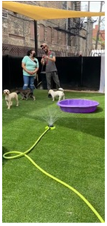 Canine Crews Employment Opportunities | Chicago, IL