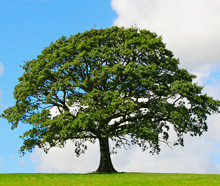 Oak Tree Injections | Chlorosis | Wichita, KS