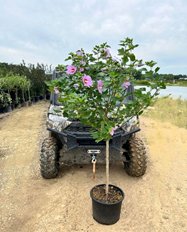 Inventory Gallery | Wolke Nursery