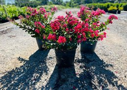 Inventory Gallery | Wolke Nursery