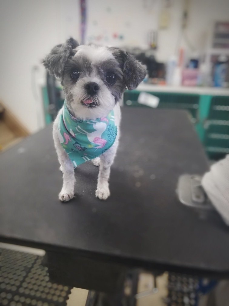 Dog Performers Client Photo Gallery | Schaumburg, IL