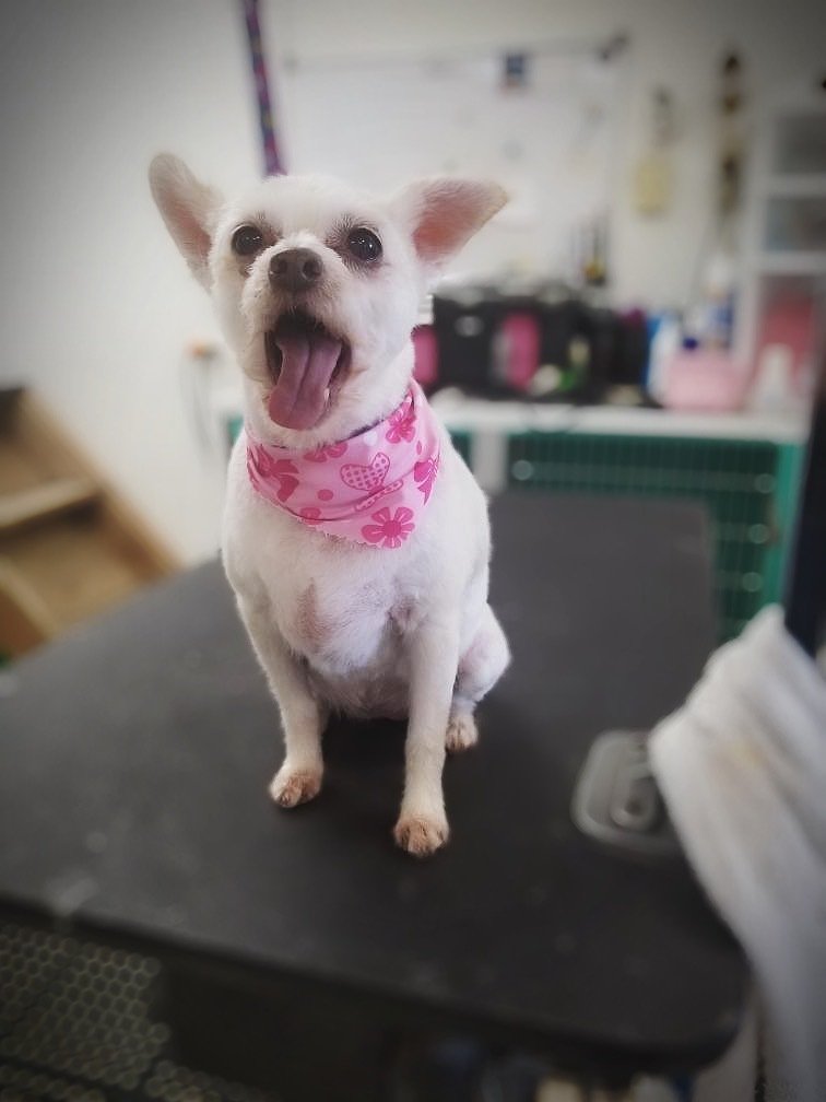 Dog Performers Client Photo Gallery | Schaumburg, IL