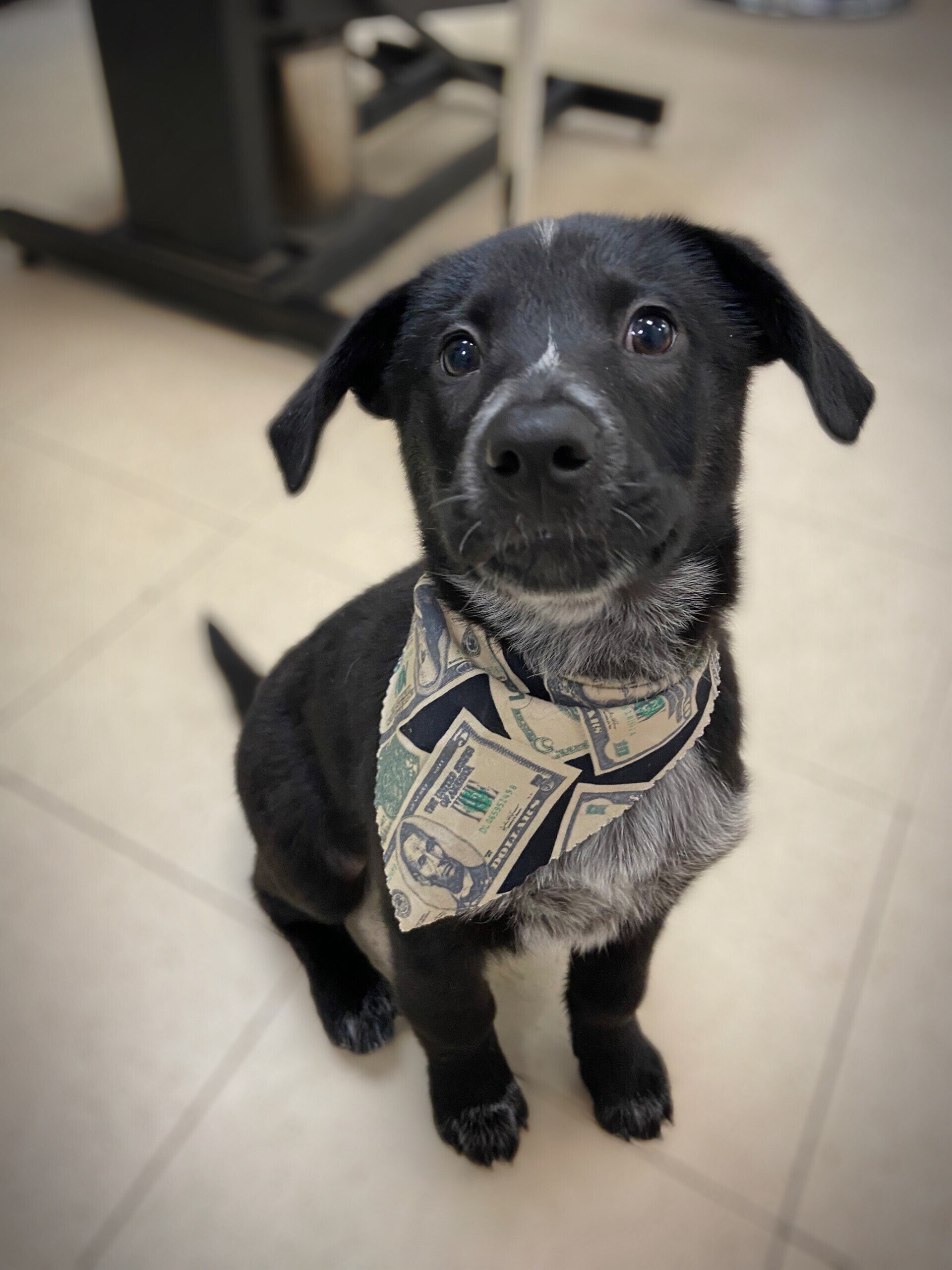 Dog Performers Client Photo Gallery | Schaumburg, IL