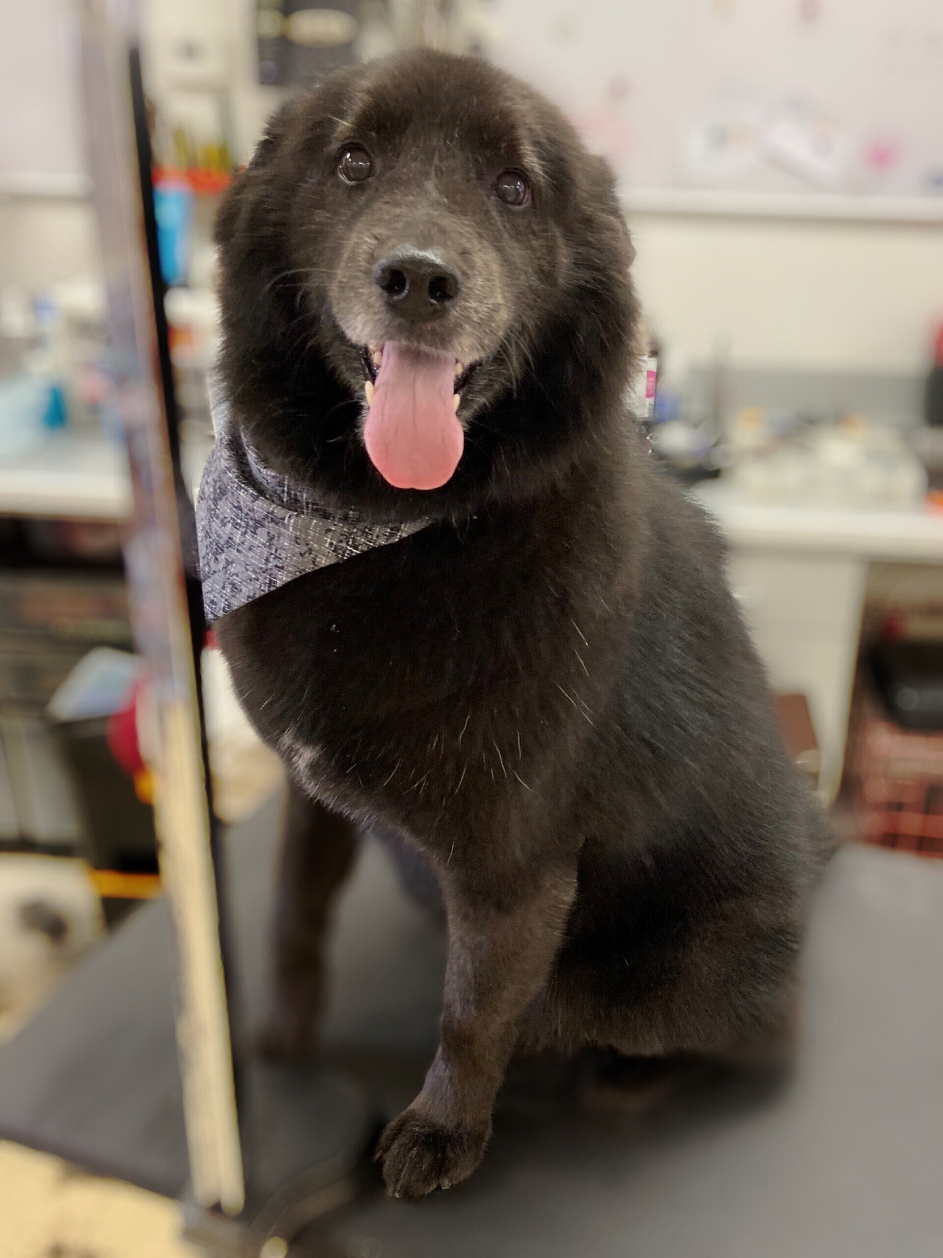 Dog Performers Client Photo Gallery | Schaumburg, IL