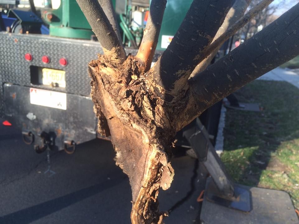 Tree Care Crestview Tree And Landscape Service Inc. Far Hills NJ