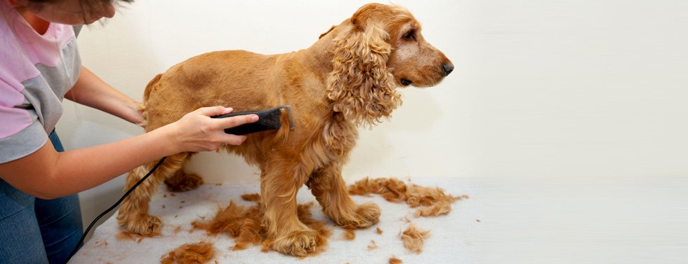 Pet Grooming | Pet Bathing Services | Butler, IN