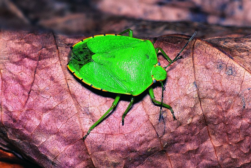 Holt's Pest Control | Termite Control | Athens, AL