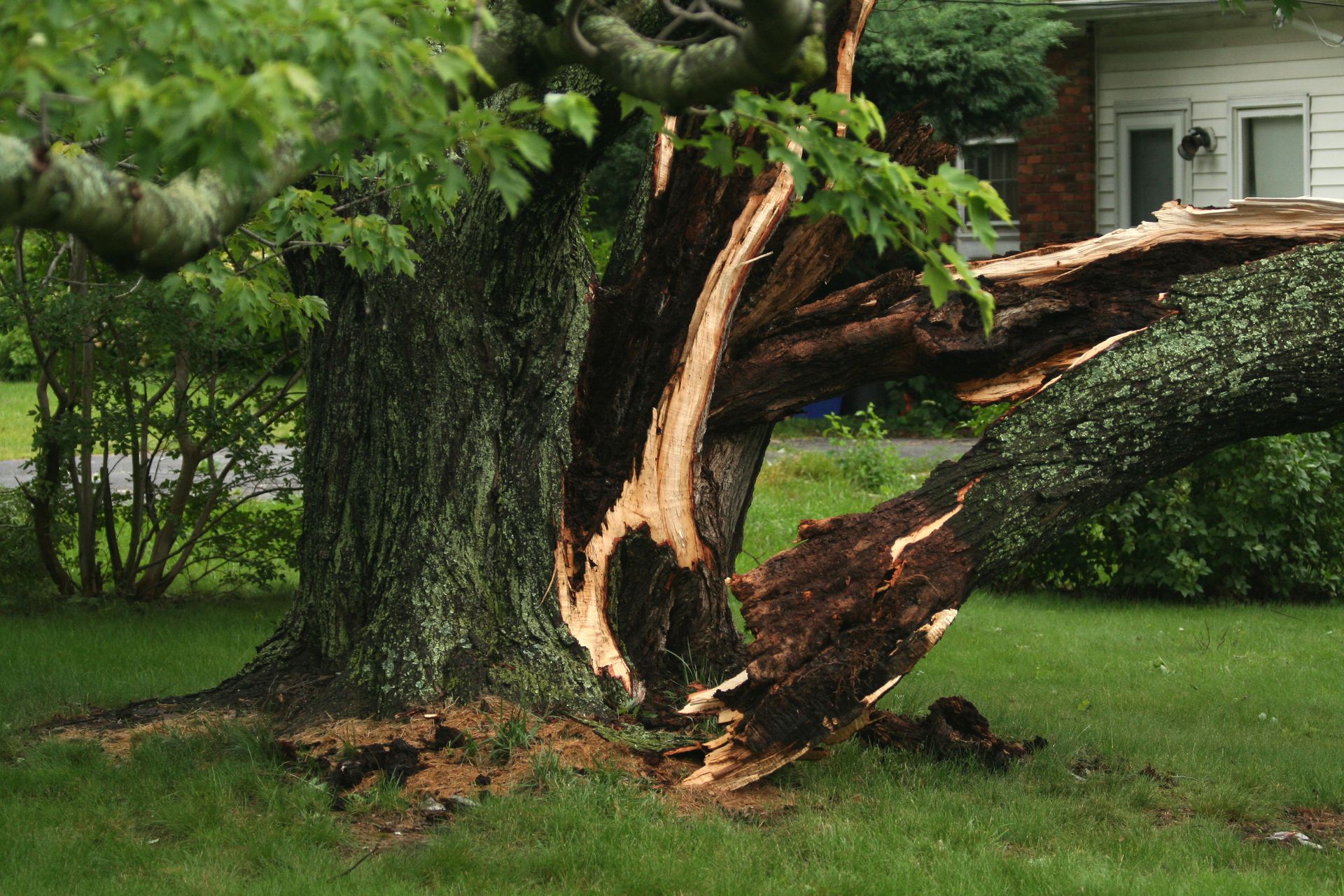 How Homeowners Benefit From Connecting With a Reliable Tree Removal Company