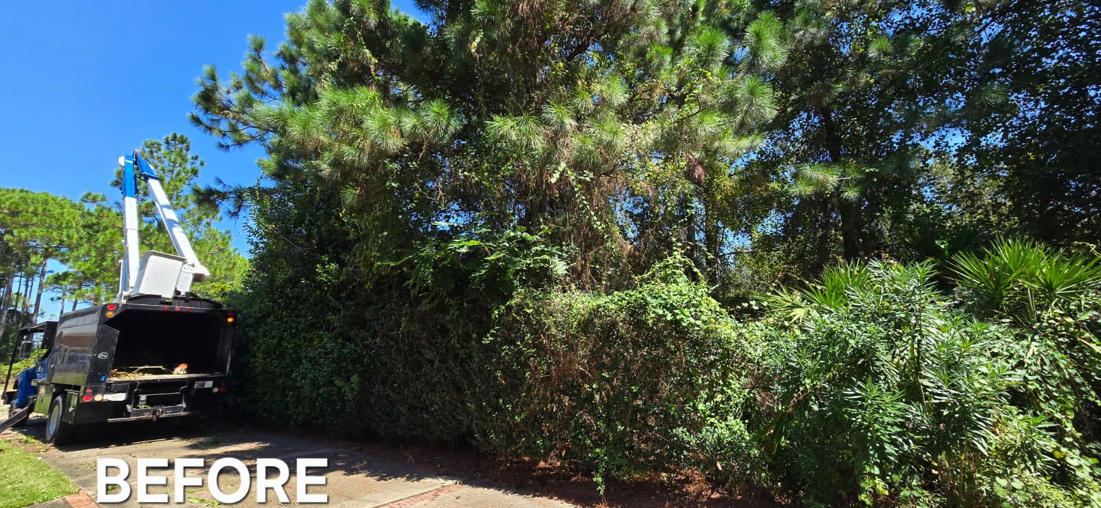 Project Gallery | Kodiak Tree Service | Valparaiso, FL
