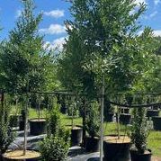 Trees and Shrubs | Brazoria County and Fort Bend County, TX