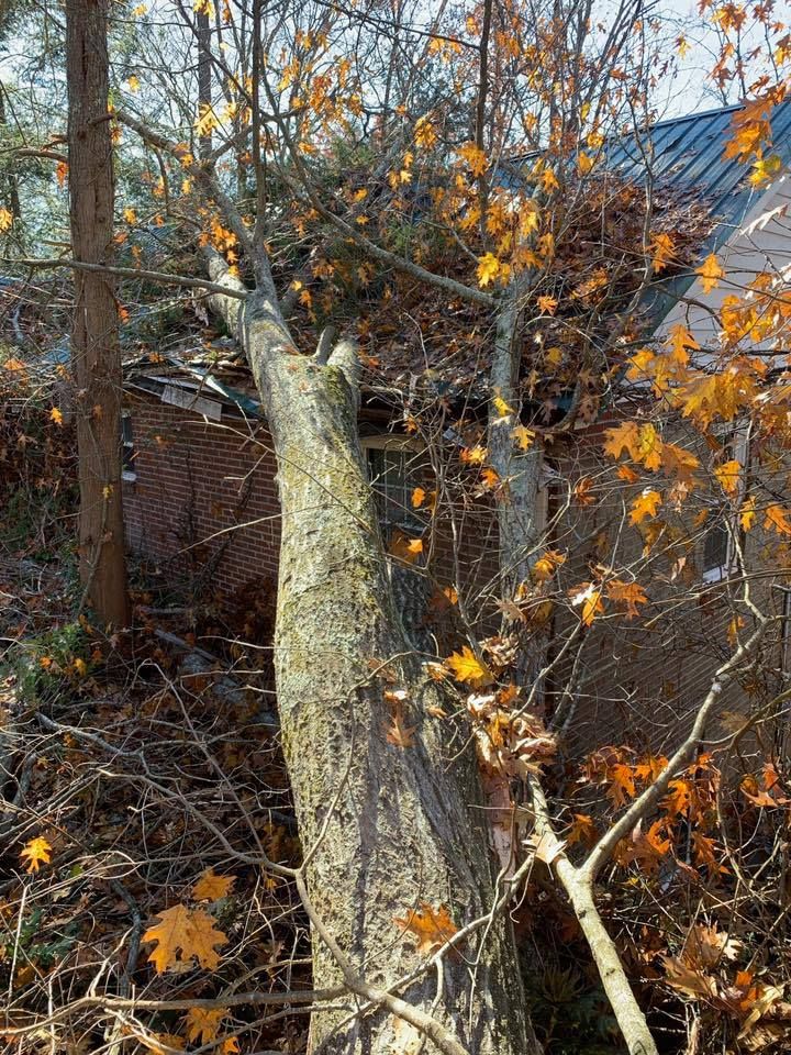 Big Orange Tree Service by Jason Stiltner Gallery | Knoxville, TN