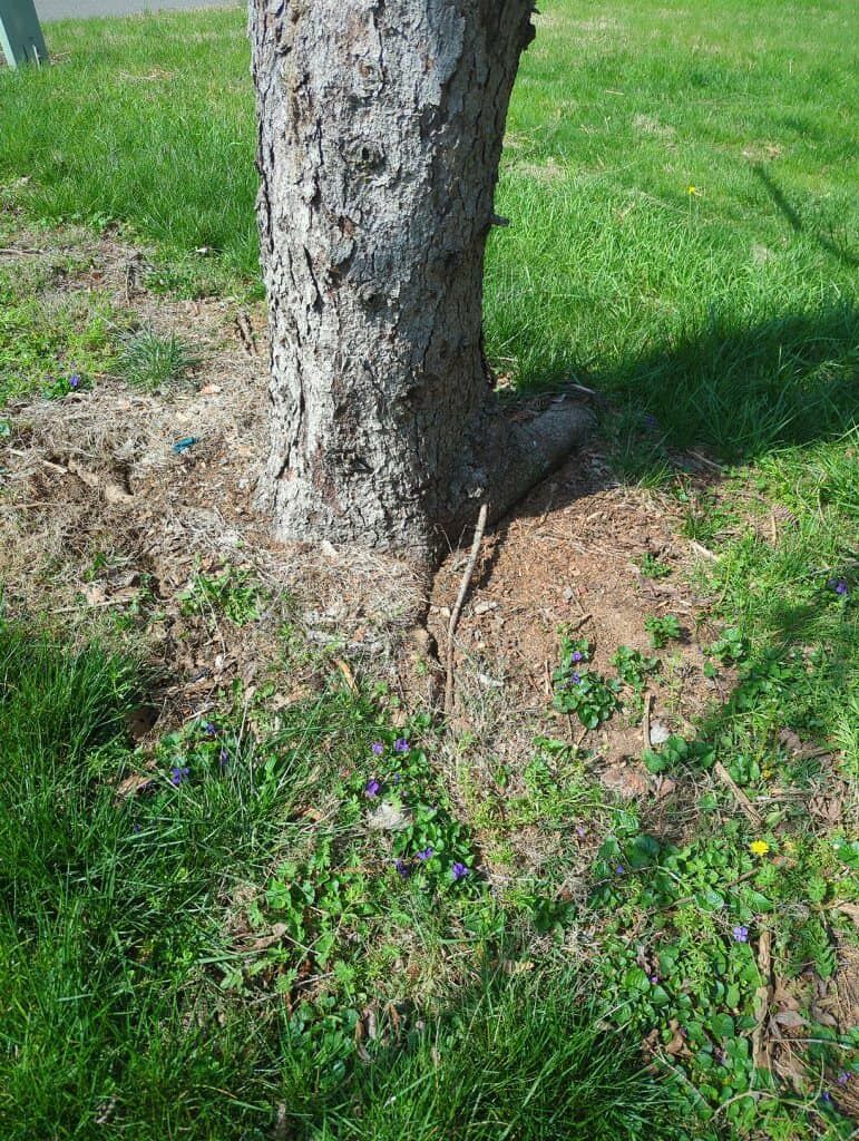 Big Orange Tree Service by Jason Stiltner Gallery | Knoxville, TN