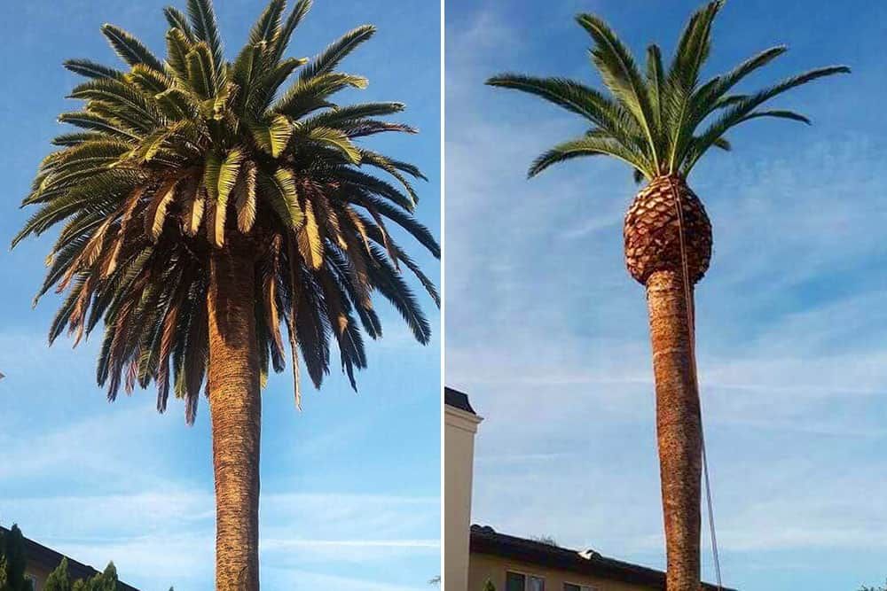 Tree Service Pasadena, CA | Poly Timber Tree Service Inc.