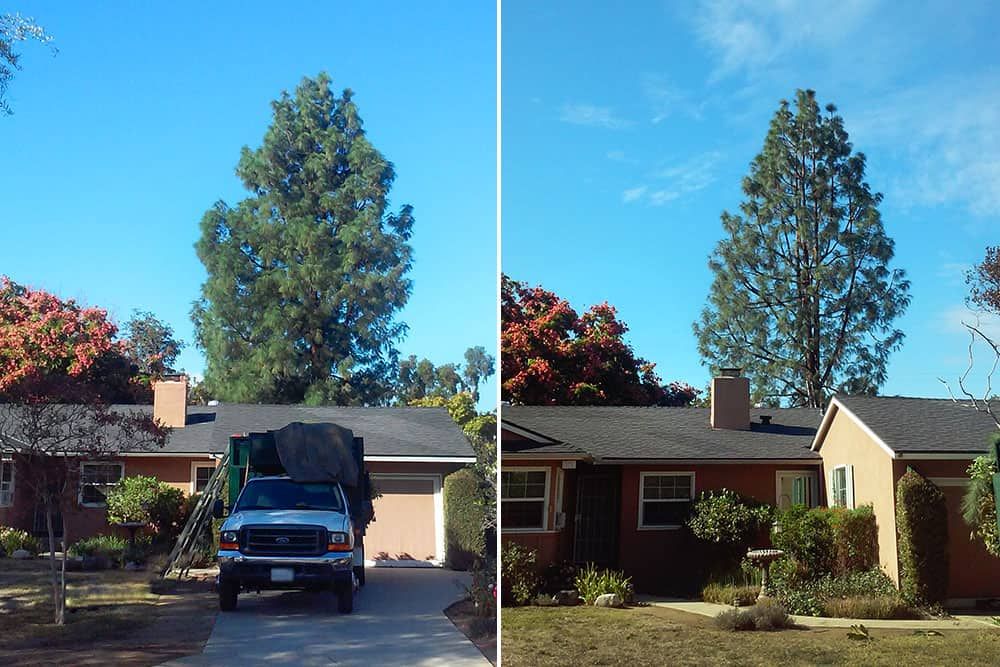 Tree Service Pasadena, CA | Poly Timber Tree Service Inc.