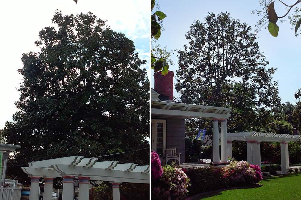 Tree Service Pasadena, CA | Poly Timber Tree Service Inc.