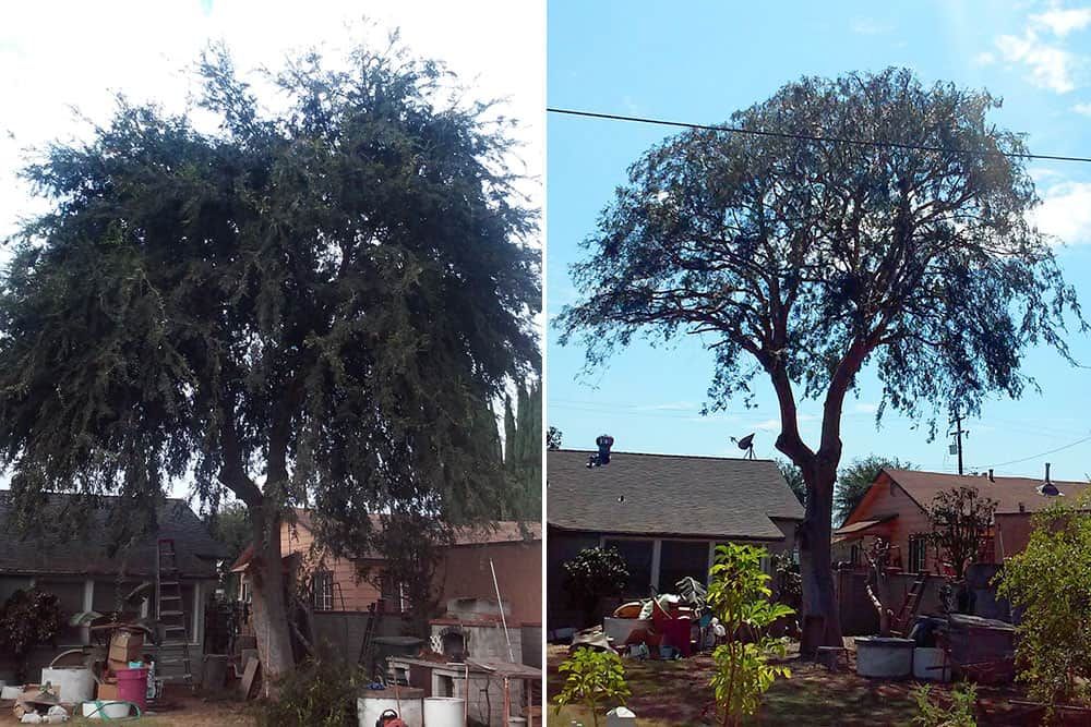 Tree Service Pasadena, CA | Poly Timber Tree Service Inc.