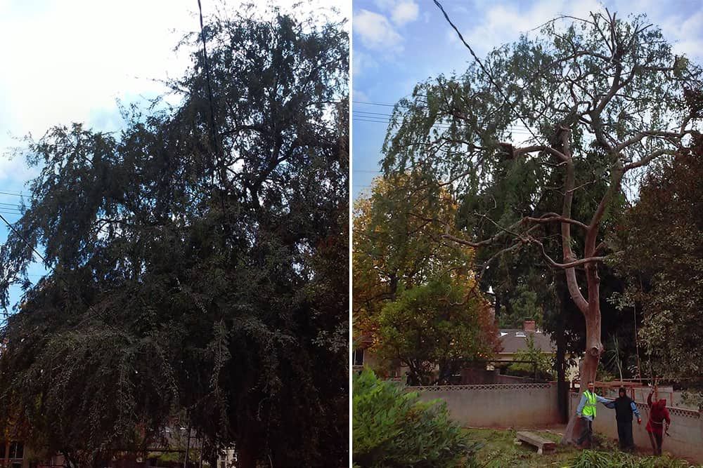 Tree Service Pasadena, CA | Poly Timber Tree Service Inc.