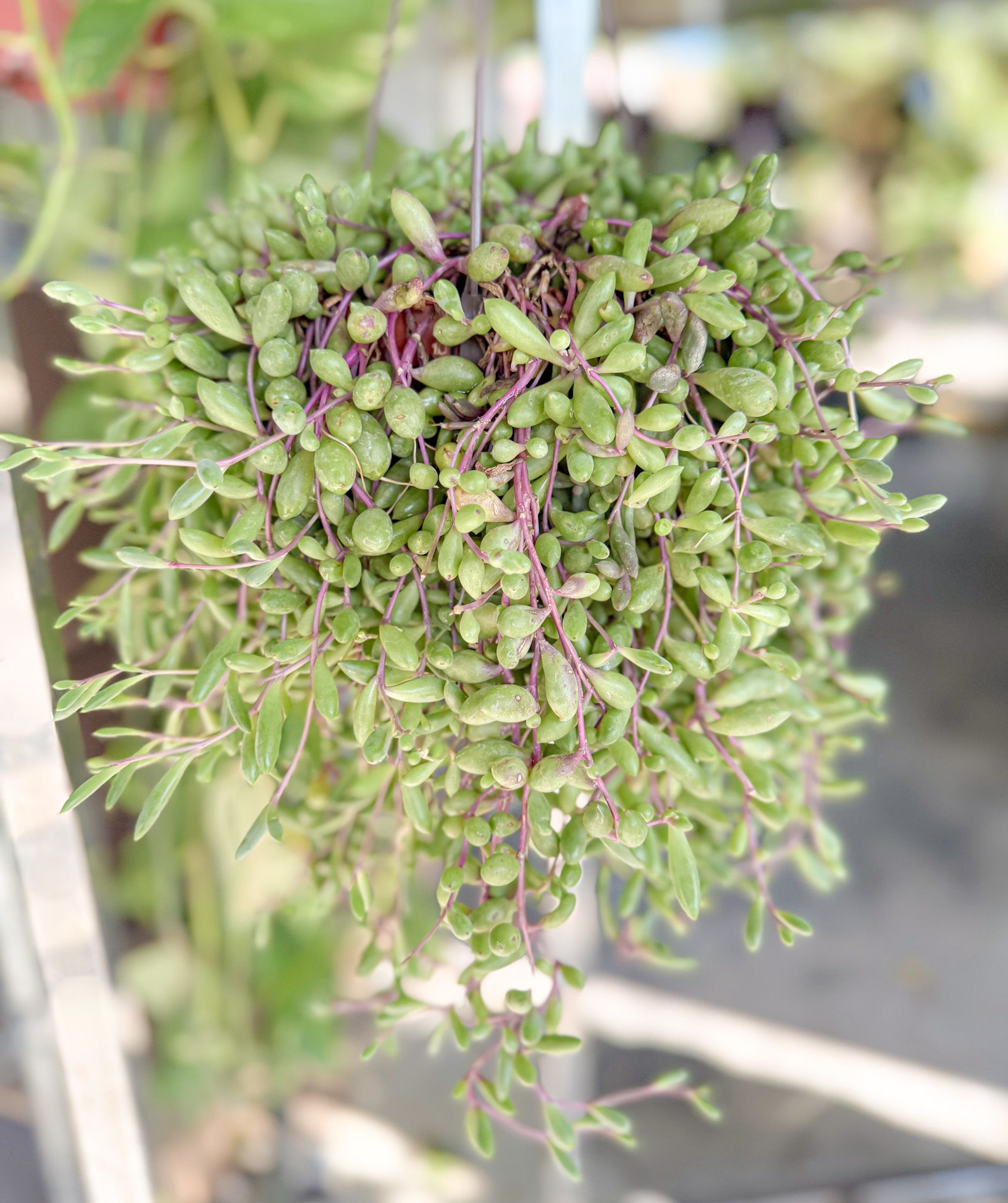 Gallery | Sunset Nursery & Garden | Lake Elsinore, CA