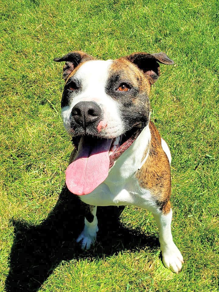 Gem Crest Kennels | Pet Grooming | Boise, ID