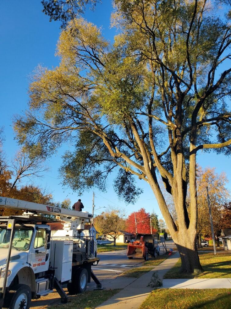 Tree Service | Rochelle, IL | Timbermen Tree Service