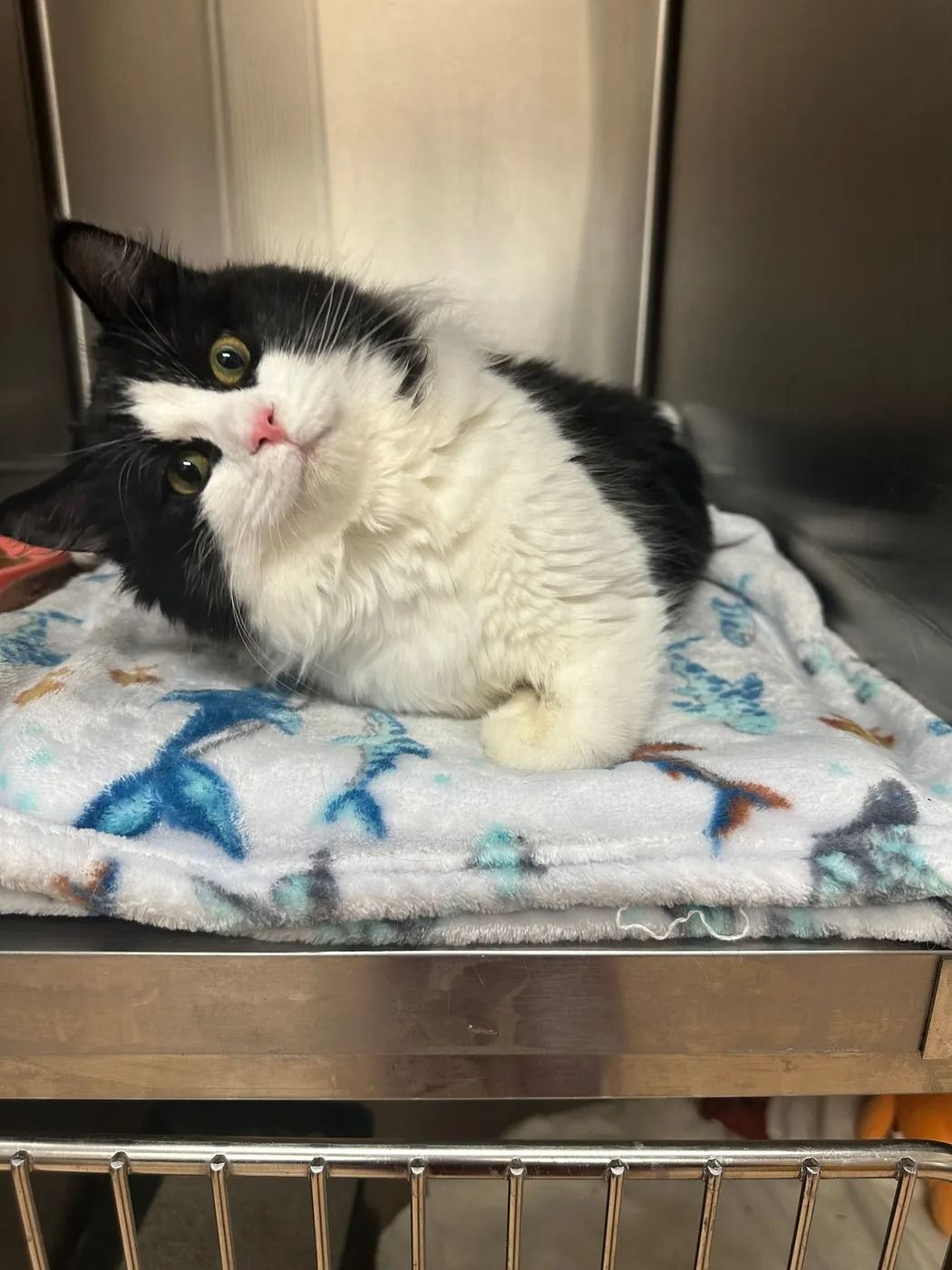 Pet Memorial | Benson Animal Hospital | Benson, NC