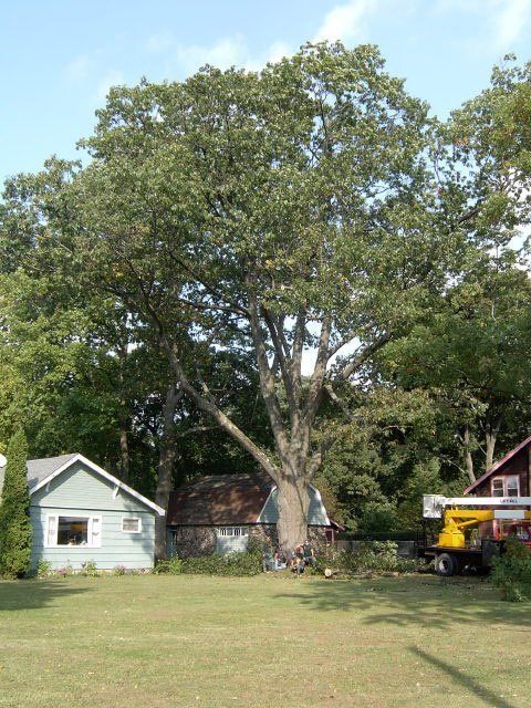 Gallery | Tree Masters | Saratoga County, NY, Warren County, NY, and ...