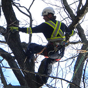 Bo Burke Consulting Arborist - Certified Arborist | Cedar, MI