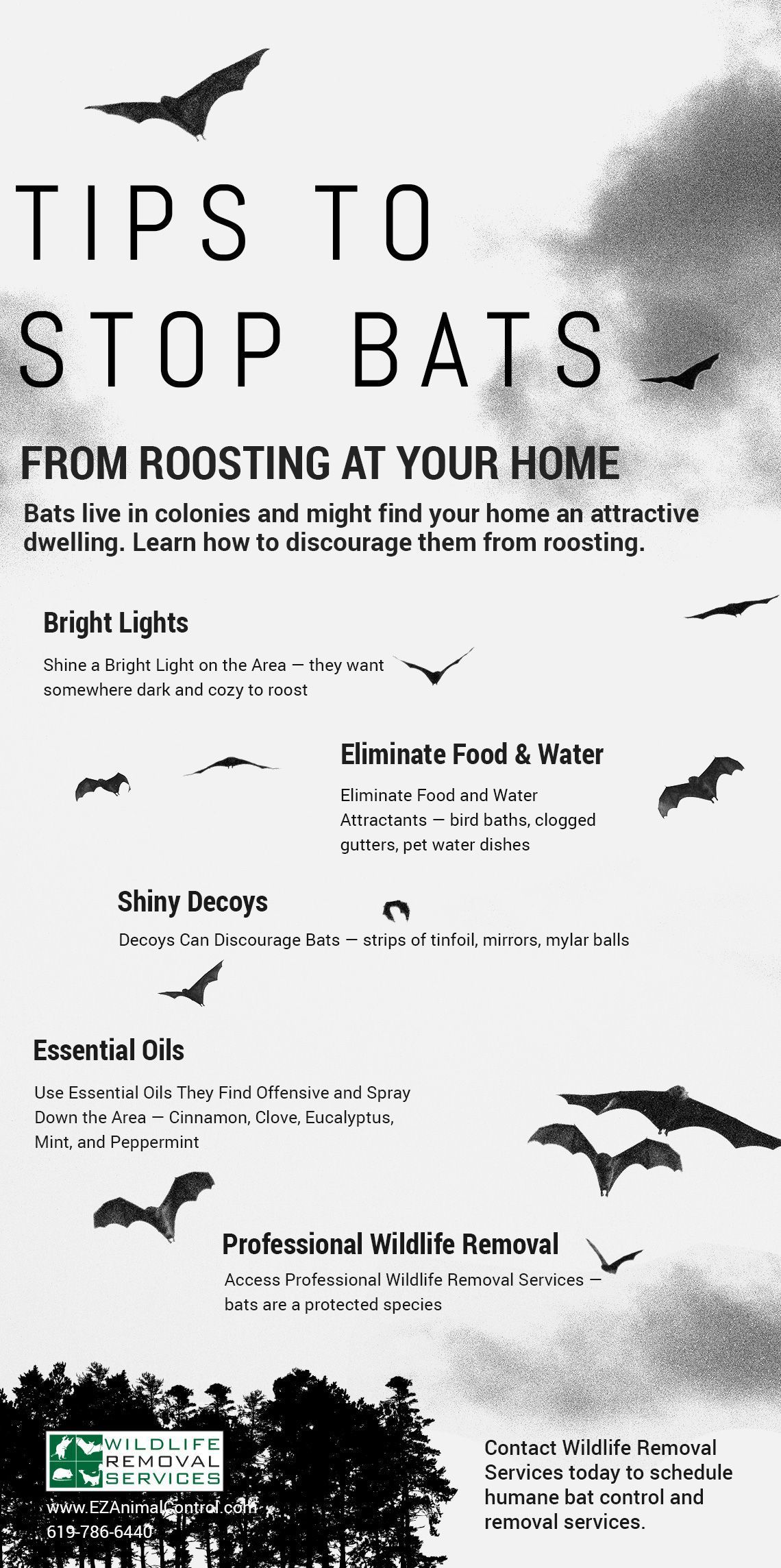 Bat Removal Companies San Diego | Wildlife Removal Services