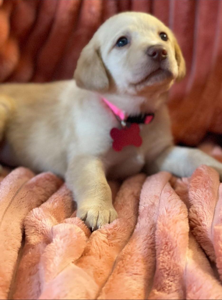 Golden Lab Puppies | Sayre, PA
