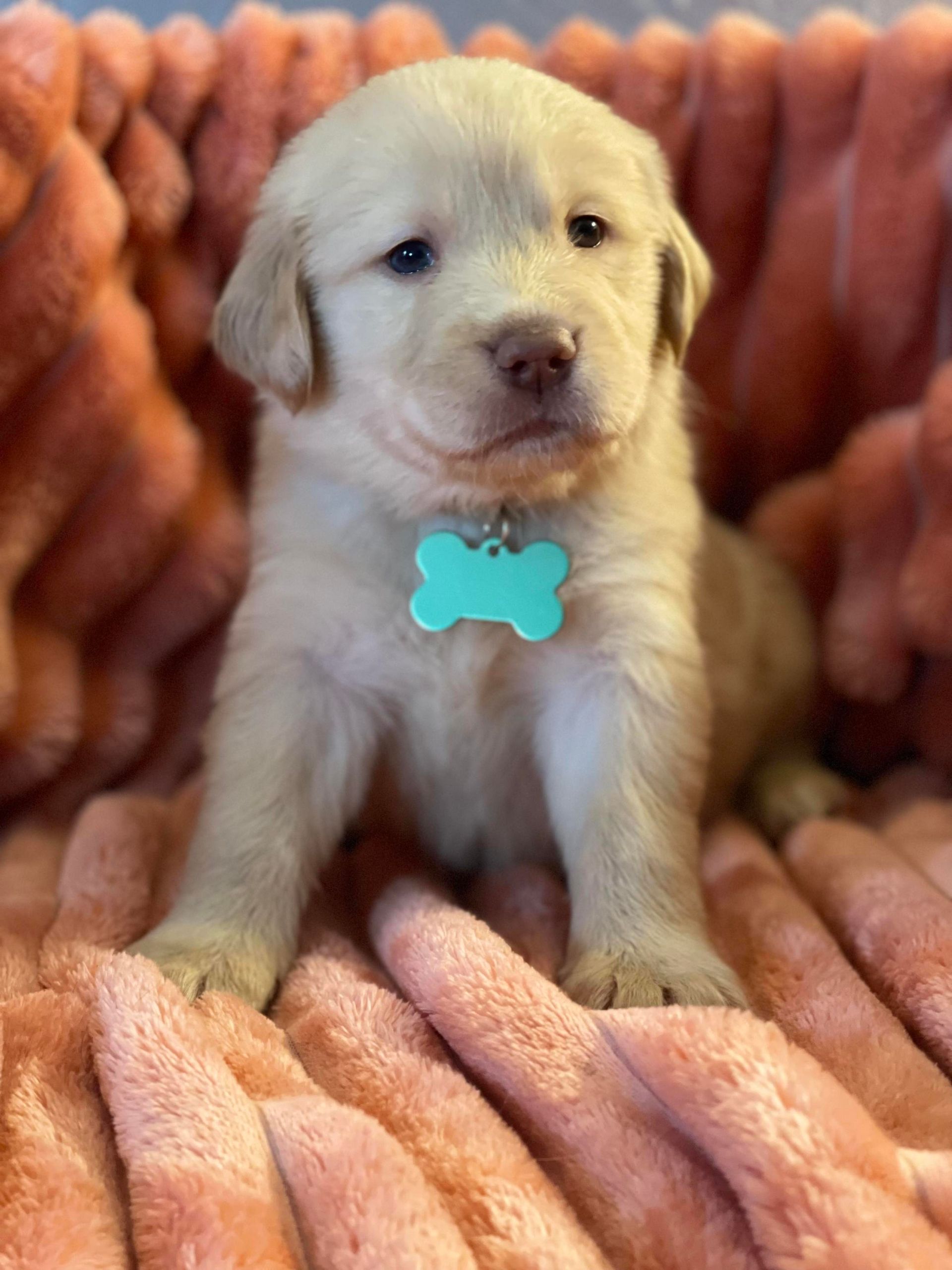 Golden Lab Puppies | Sayre, PA