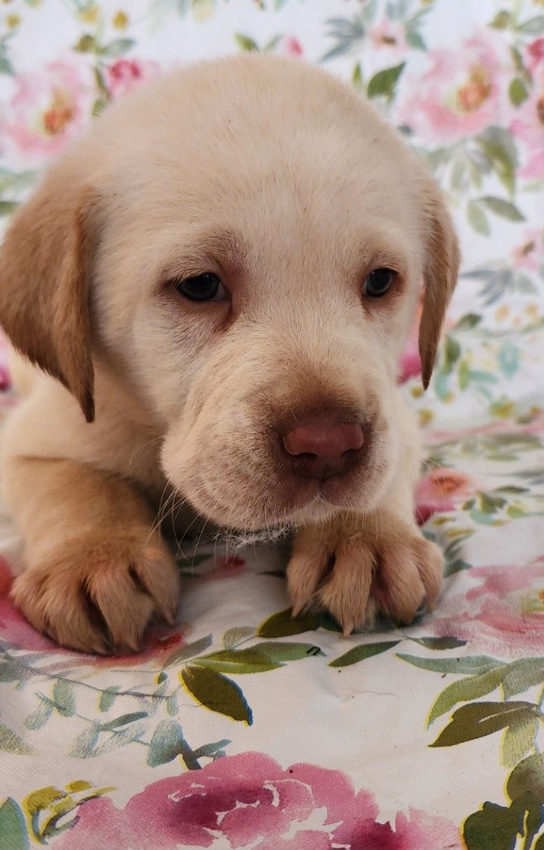 Golden Lab Puppies | Sayre, PA
