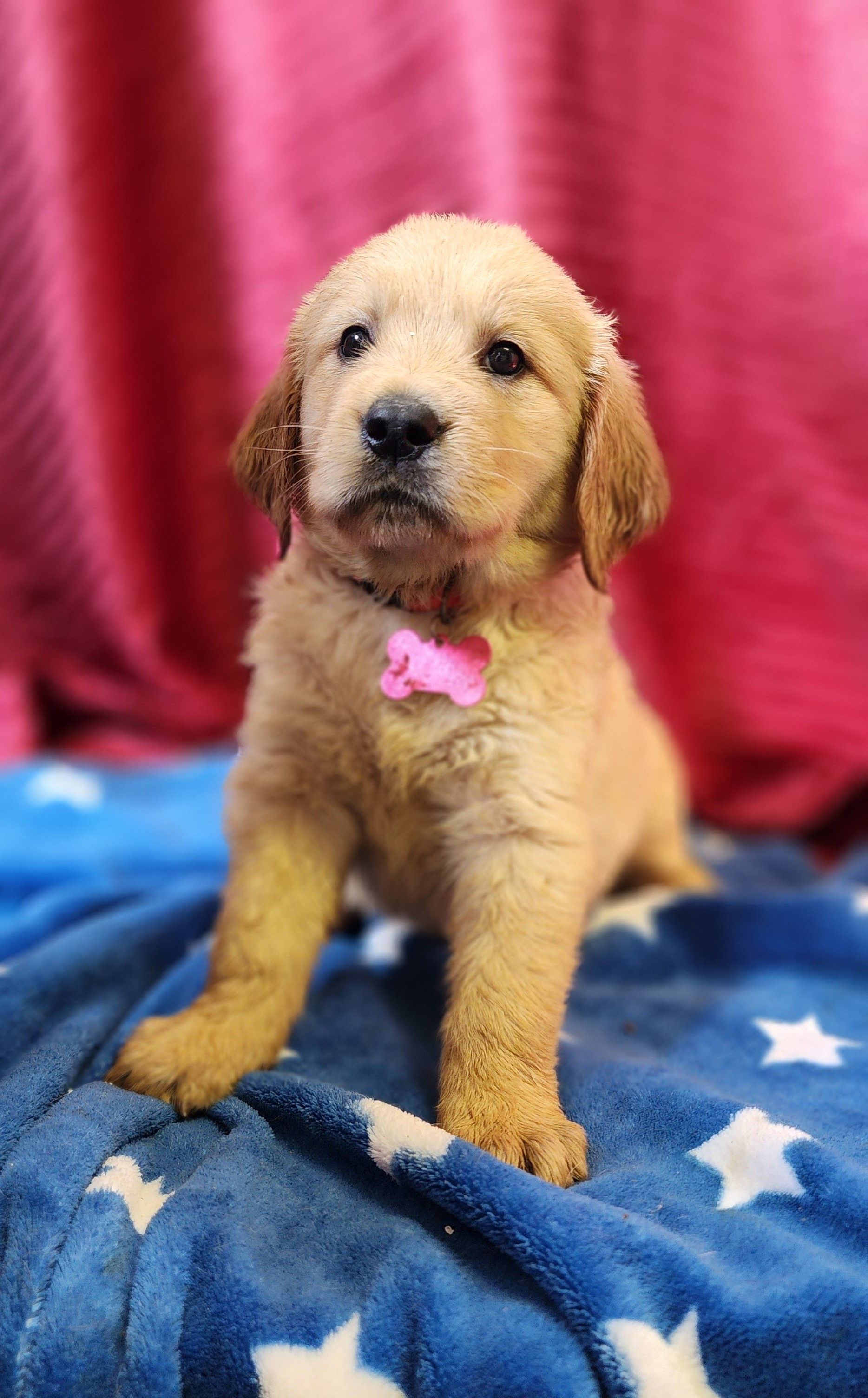 Golden Lab Puppies | Sayre, PA