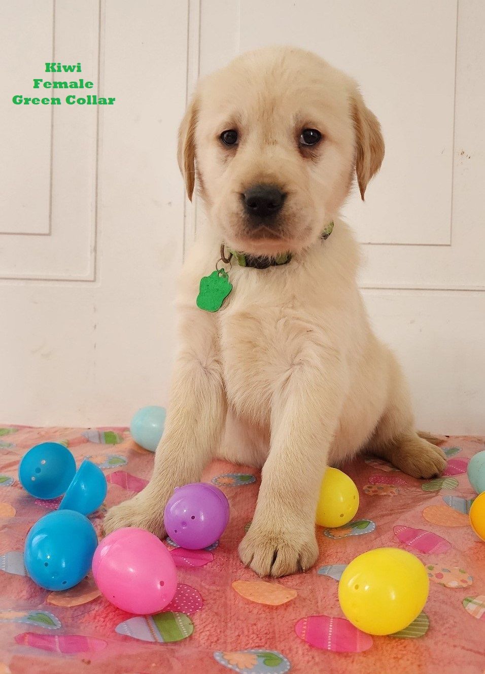 Golden Lab Puppies | Sayre, PA