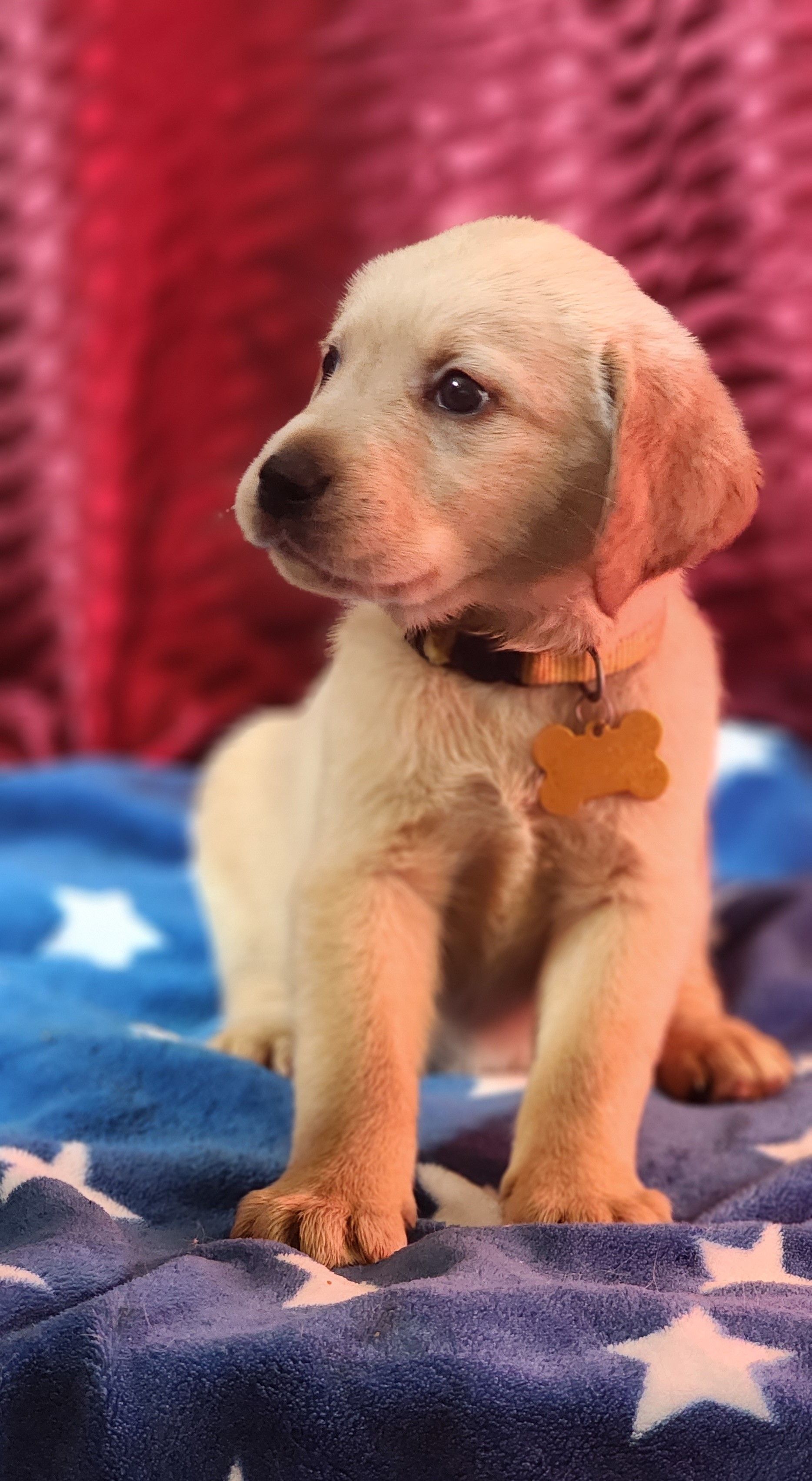 Golden Lab Puppies | Sayre, PA