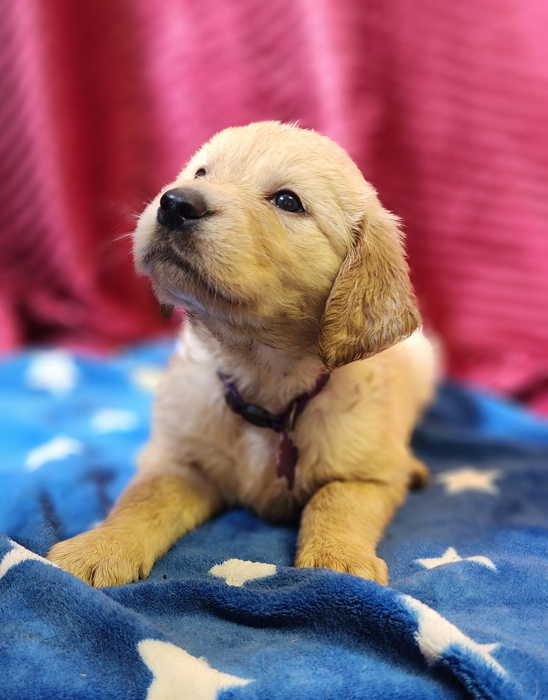 Golden Lab Puppies | Sayre, PA